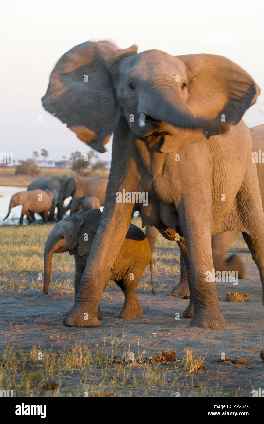 An elephant cow tosses her head and flaps her ears in anger as she ...