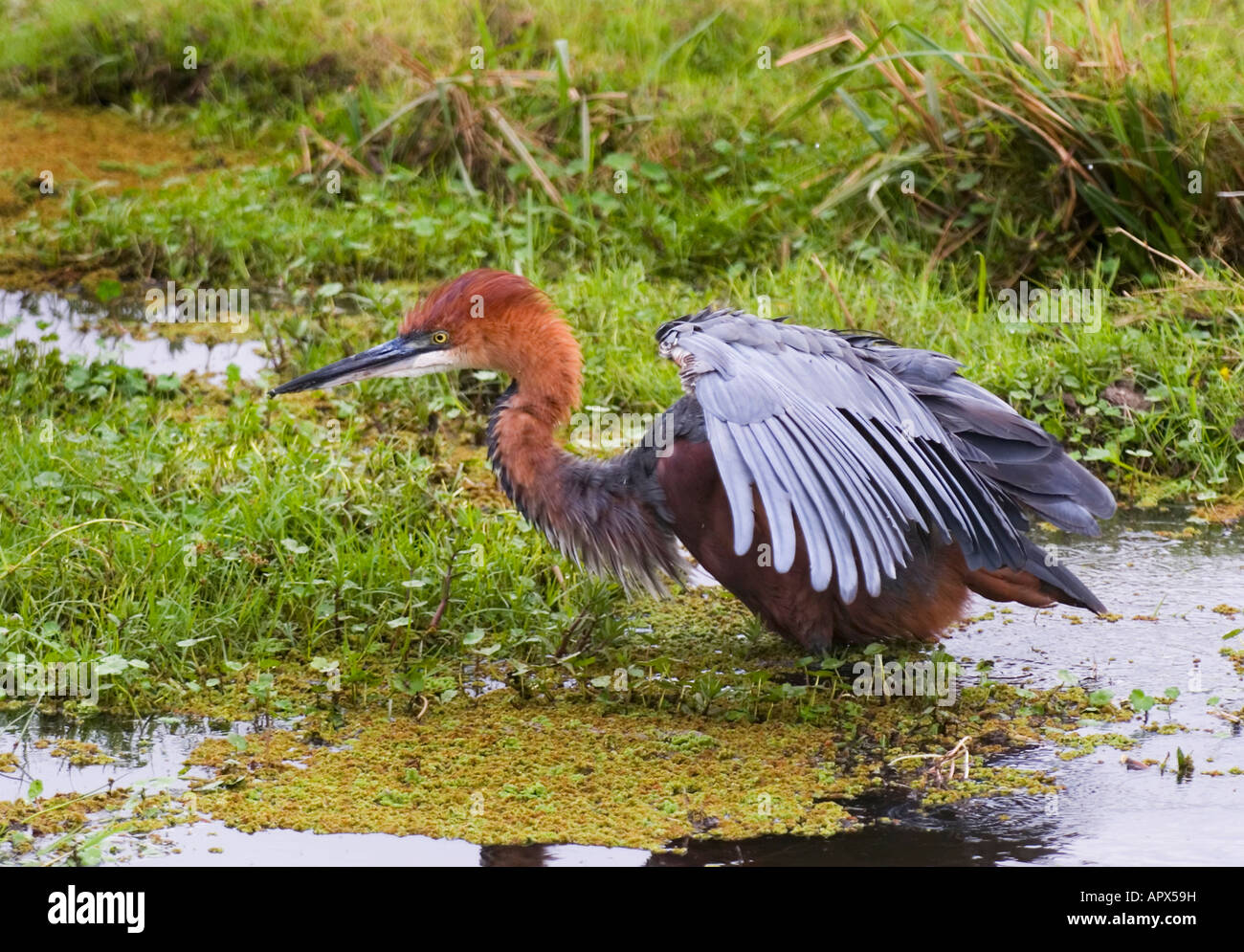 Goliath heron (Ardea goliath) foraging in a wetland Stock Photo - Alamy