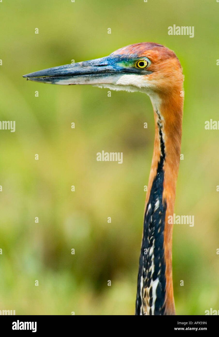 Goliath heron (Ardea goliath) portrait Stock Photo - Alamy
