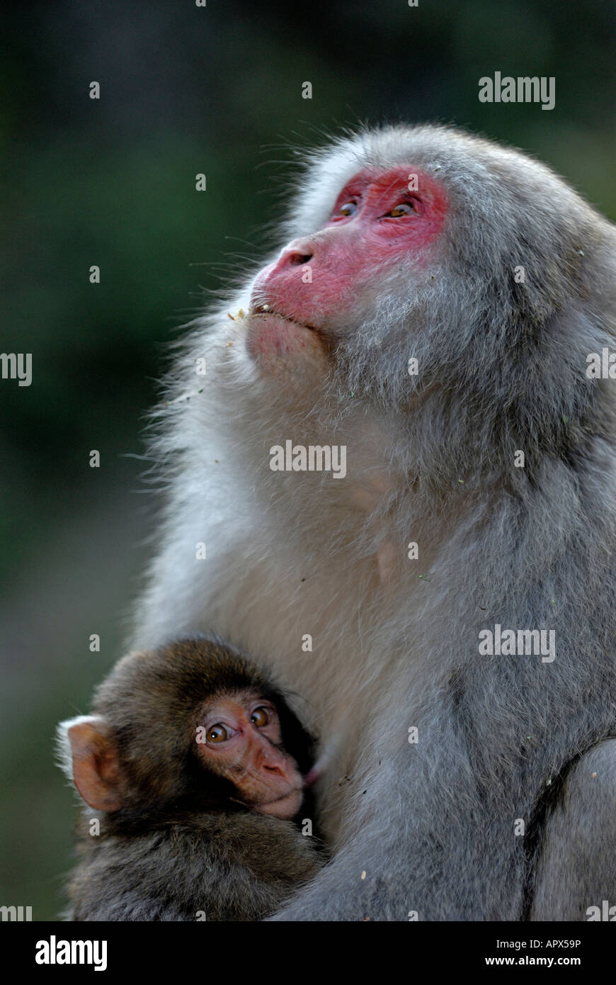 Japanese macaque Macaca fuscata nurturing her baby Nagano Japan Stock ...