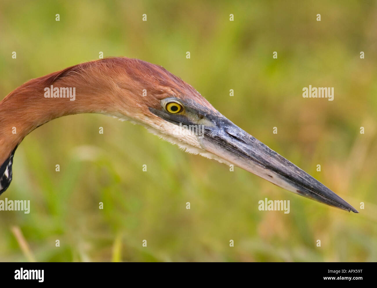 Goliath heron (Ardea goliath) portrait Stock Photo - Alamy