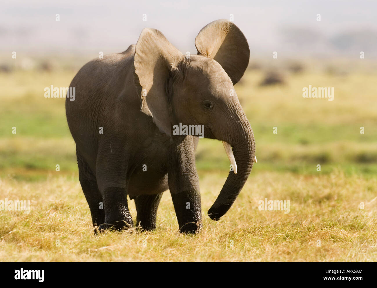 African elephant calf (Loxodonta africana) - ears flapping Stock Photo ...