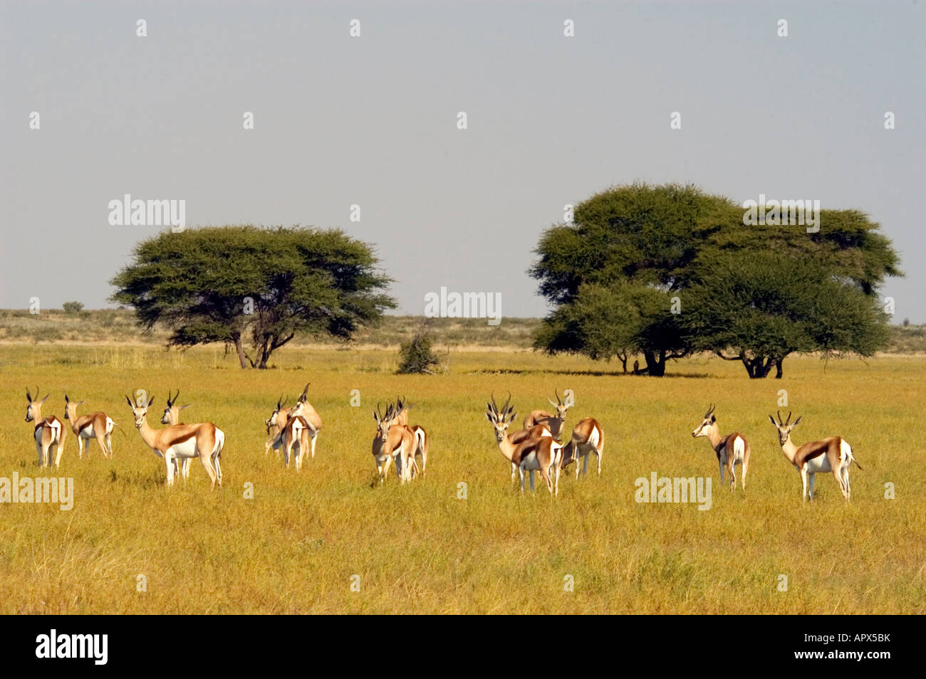 Springbok herd in Deception Valley in the Central Kalahari Stock Photo ...