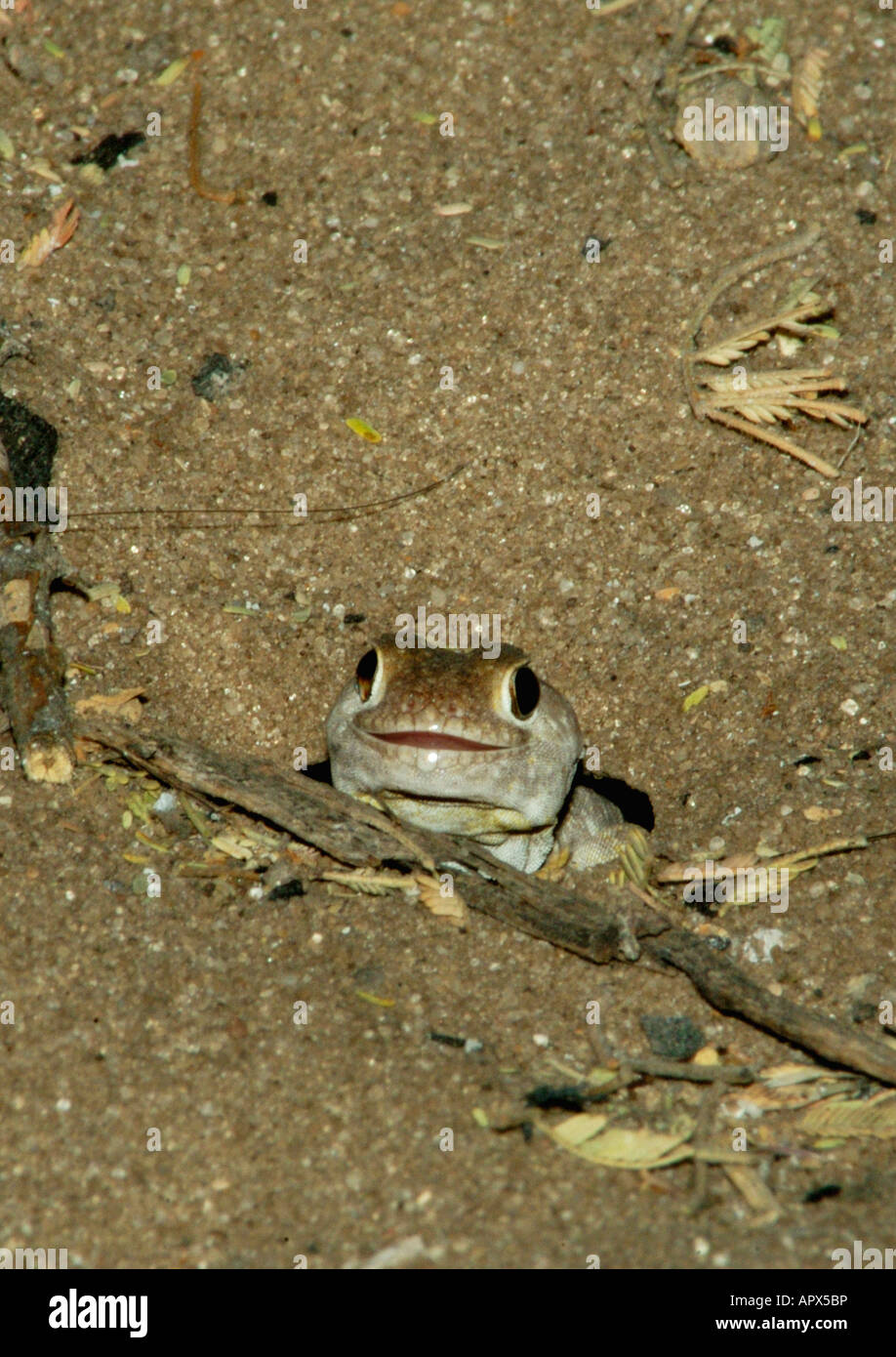 Kalahari gecko hi-res stock photography and images - Alamy