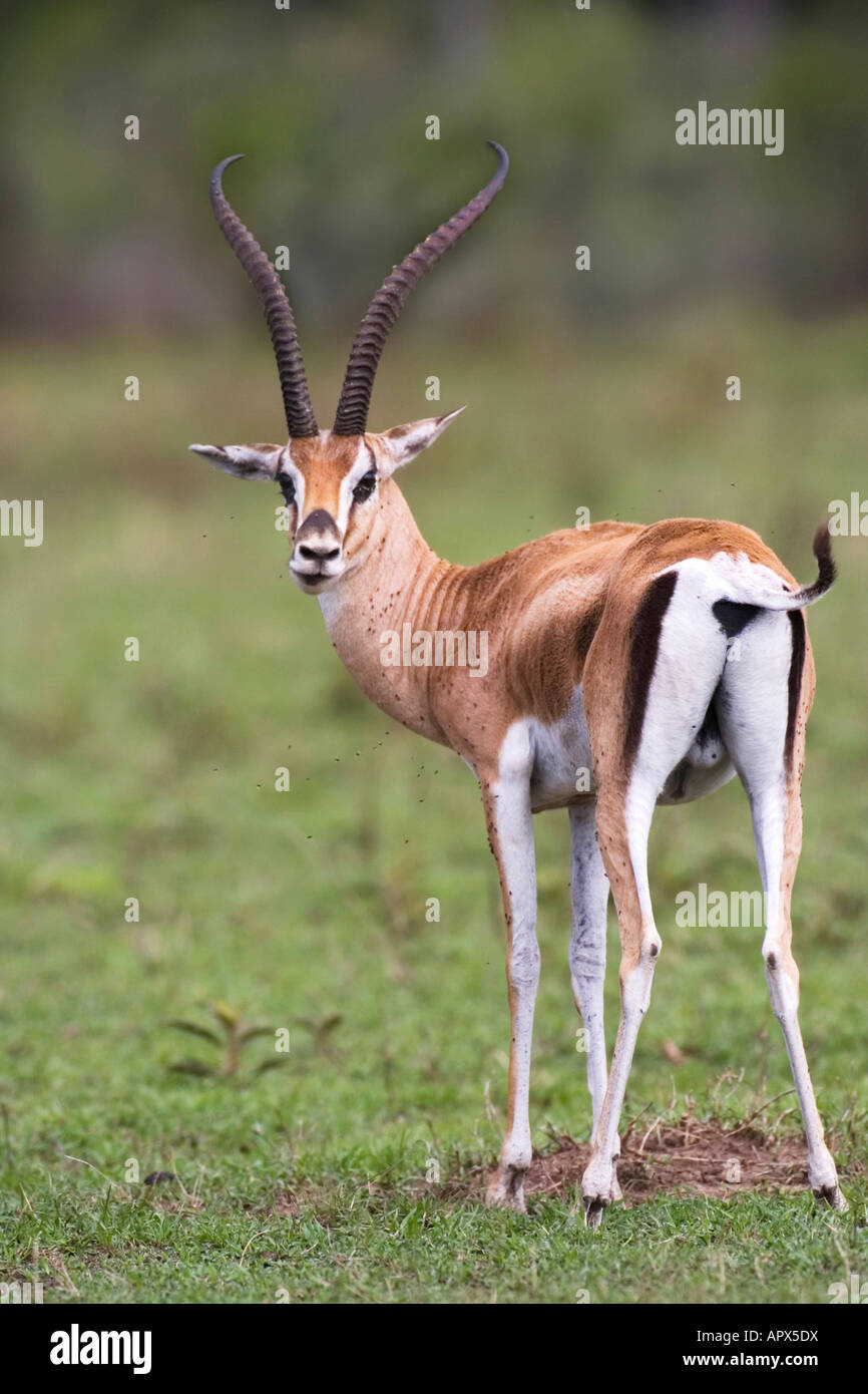 Grant's gazelle (Gazella granti) adult ram showing diagnostic white bar ...
