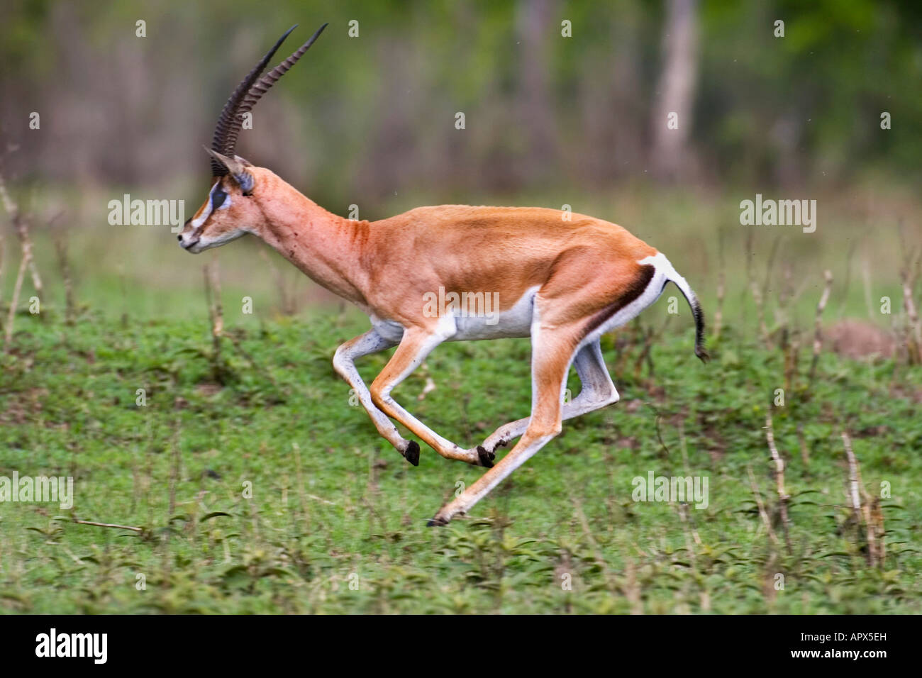 Grants Gazelle