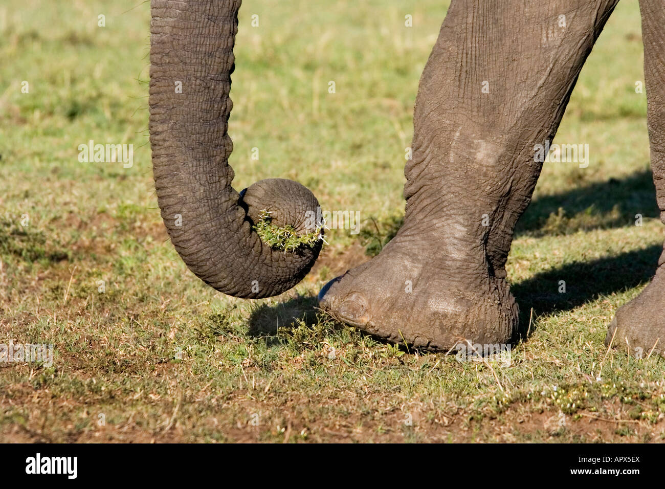 Elephant - tip of trunk pulling small thorn shrub out of ground Stock ...
