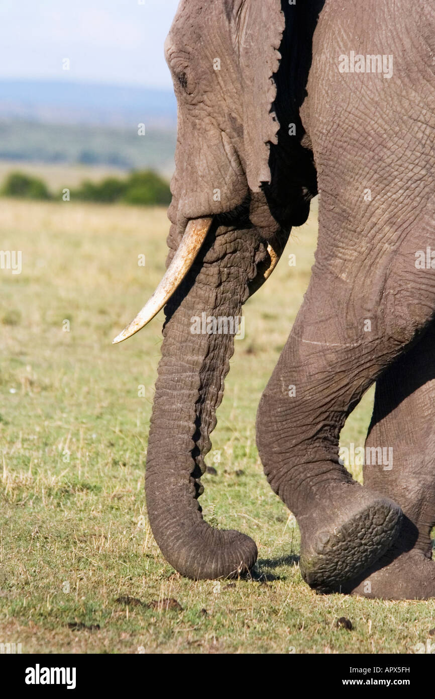 Elephant - using foot and tip of trunk to pull small thorn shrub out of ...