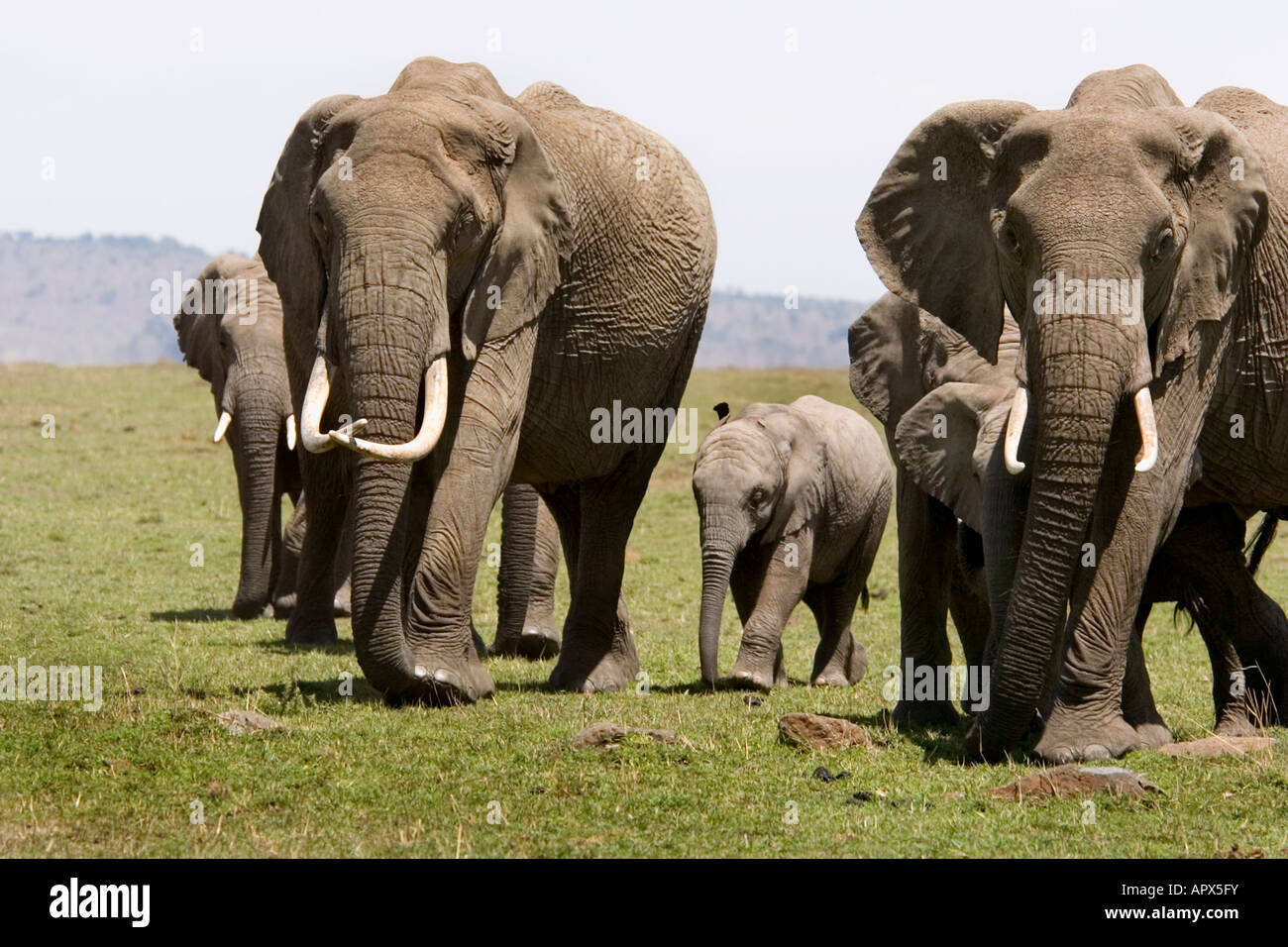 Elephant herd with a cow with cross-over tusks leading small breeding ...