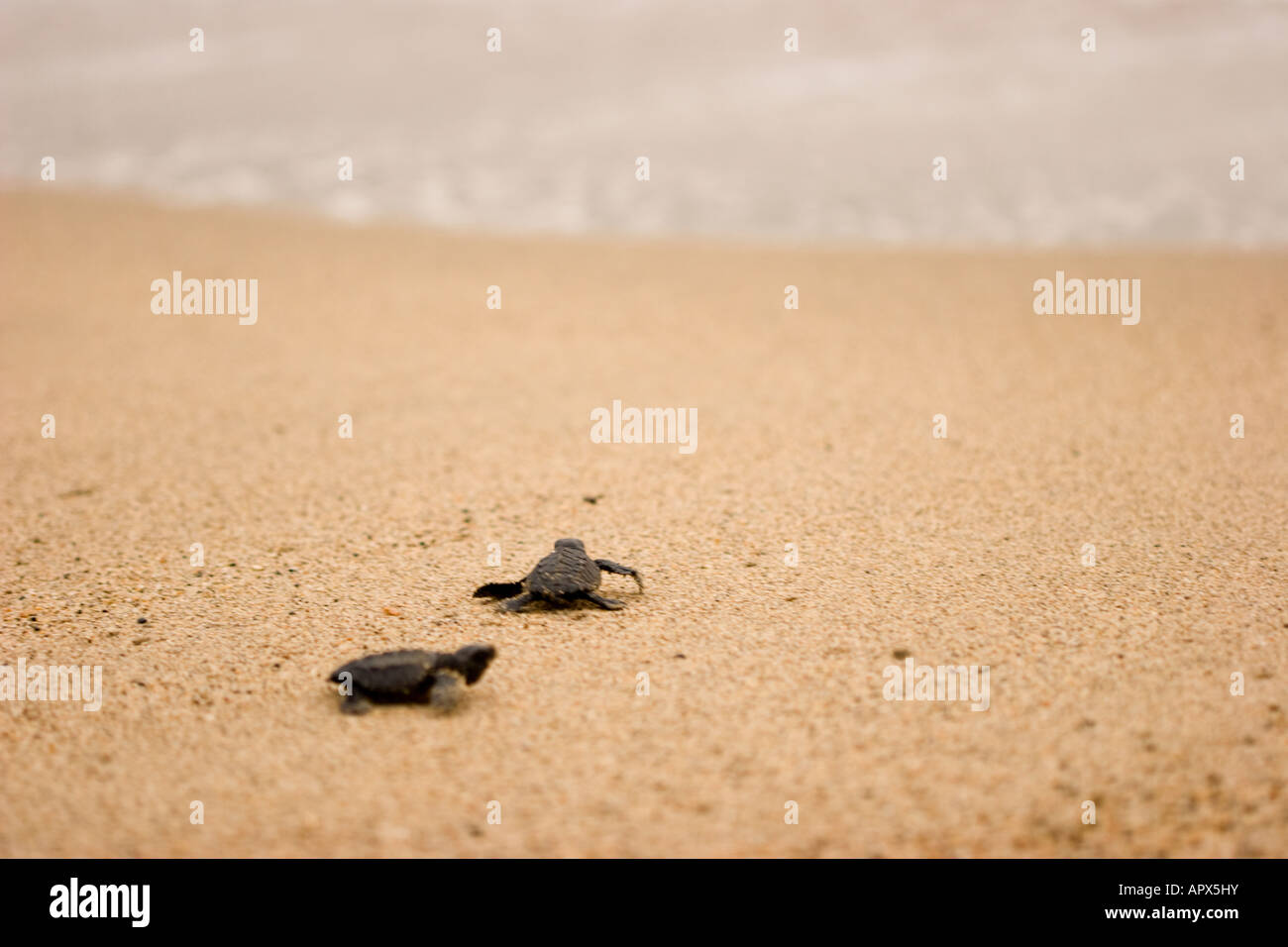 Puerto Vallarta Mexico baby Oliver Ridley turtles making their way to ...