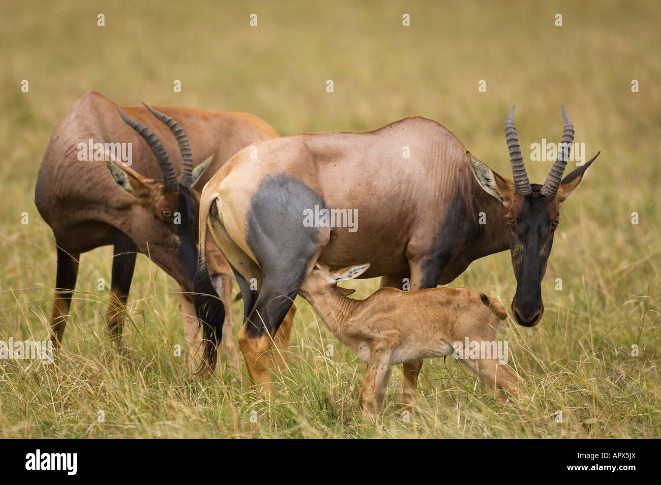 Topi (Damaliscus lunatus jimela) with newly born calf suckling Stock ...