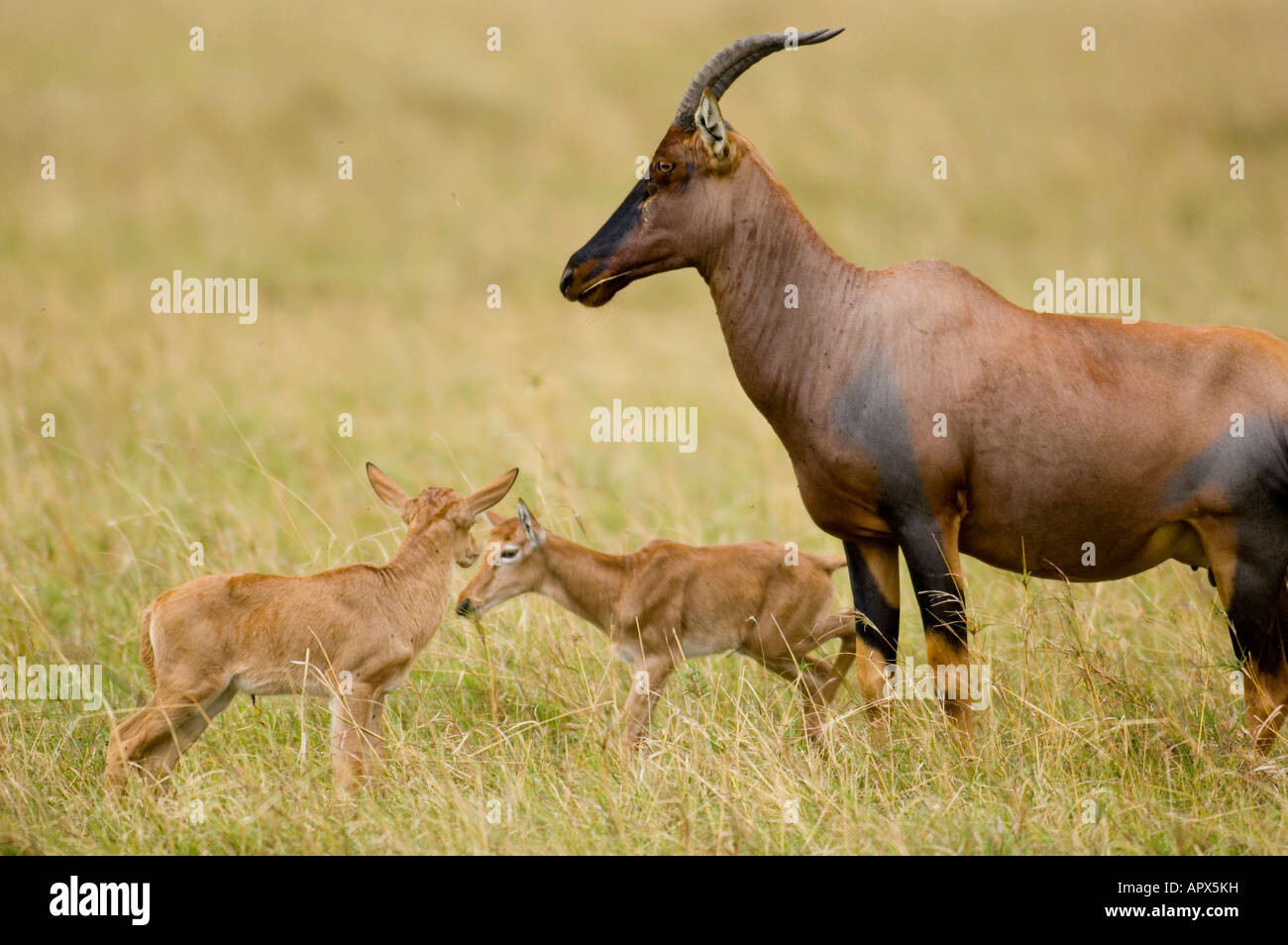 Topi Calves High Resolution Stock Photography and Images - Alamy