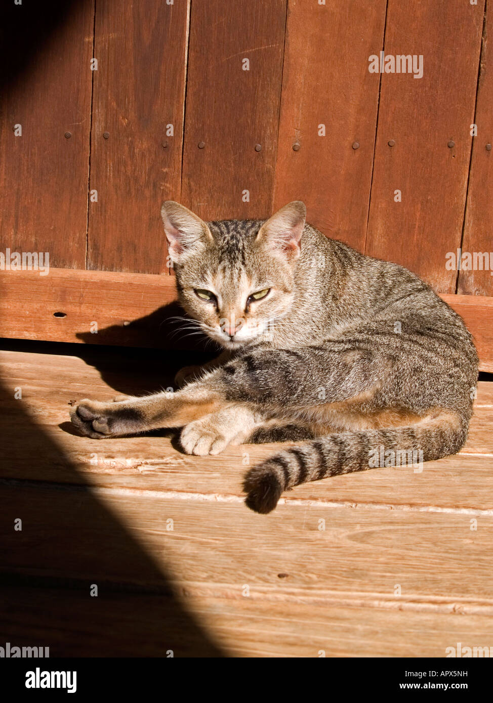 cat enjoying morning sun Stock Photo - Alamy