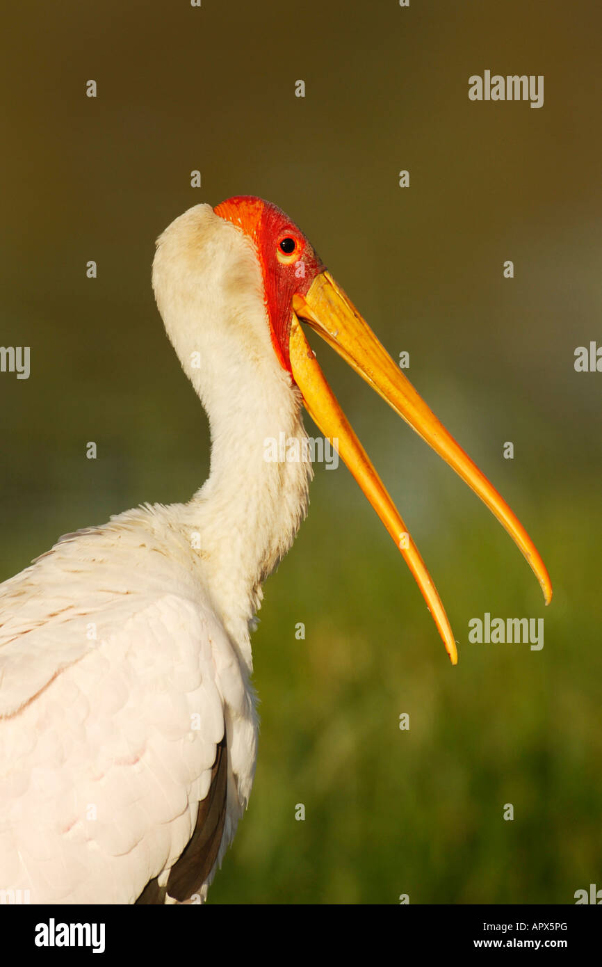 Open billed stork kenya hi-res stock photography and images - Alamy