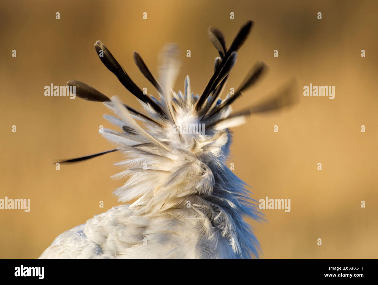 Secretary Bird (Saggitarius serpentarius) - view from behind showing ...