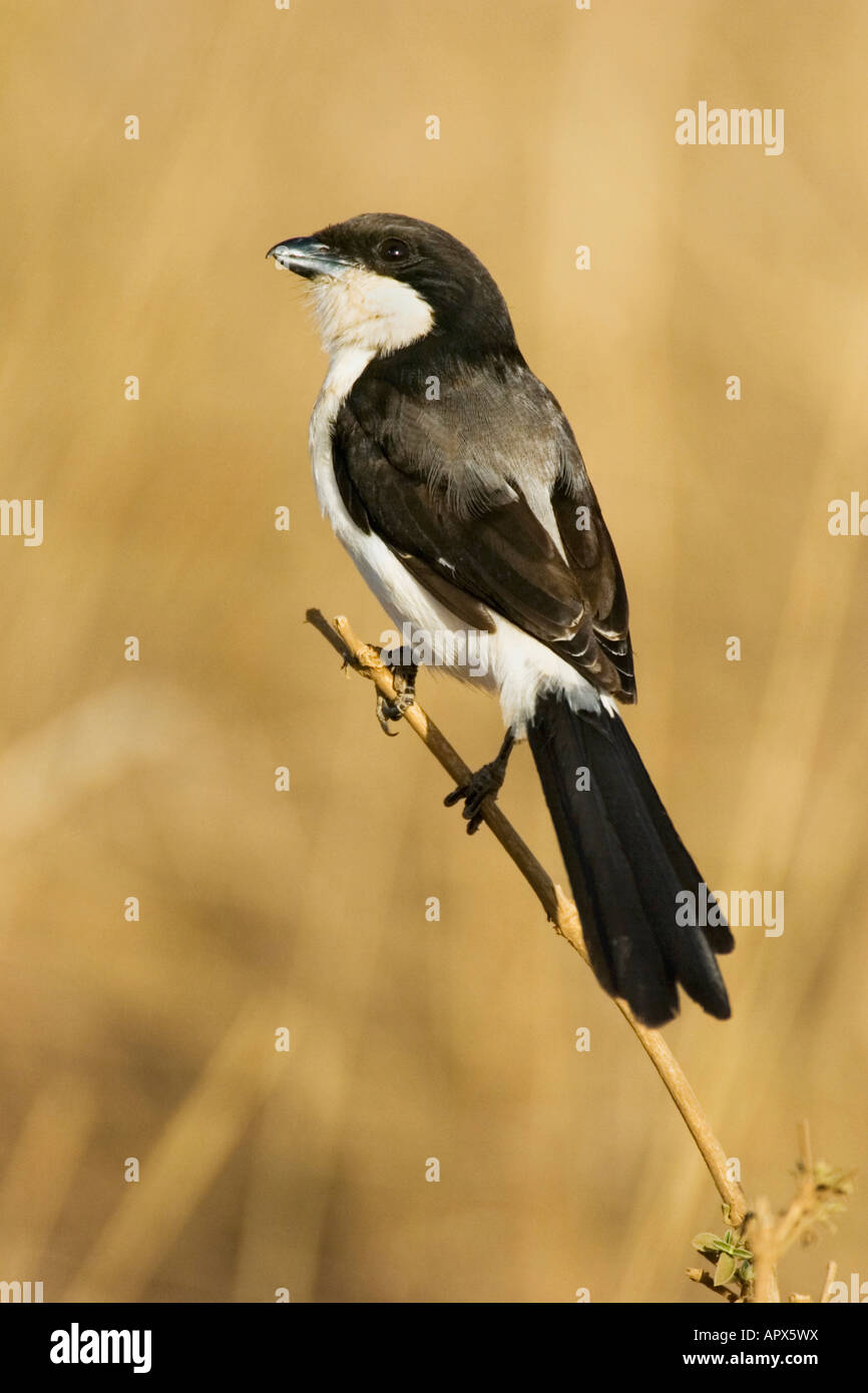 Taita Fiscal (Lanius dorsalis Stock Photo - Alamy