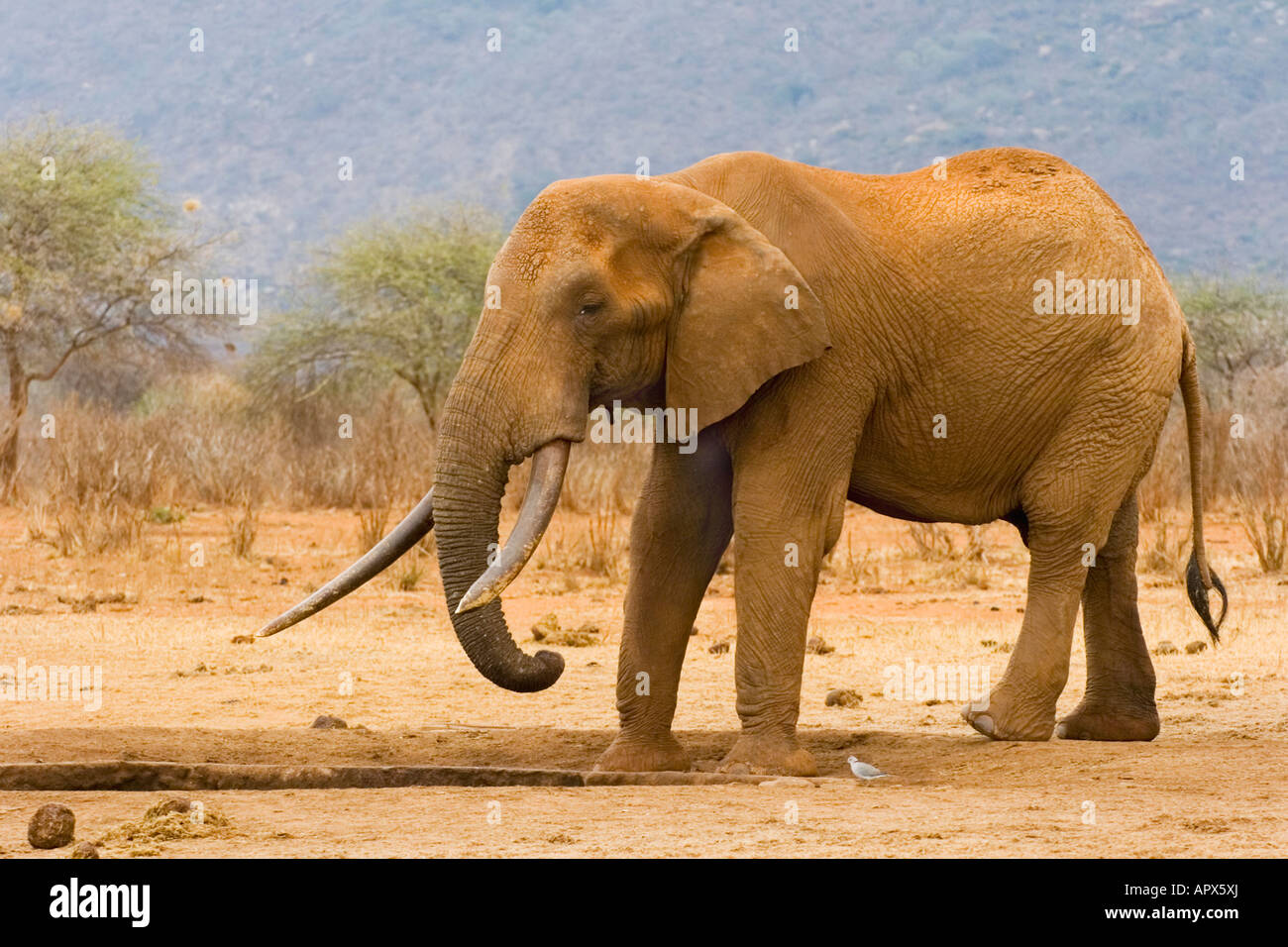 African Elephant (Loxodonta africana) bull typical red colour from red ...