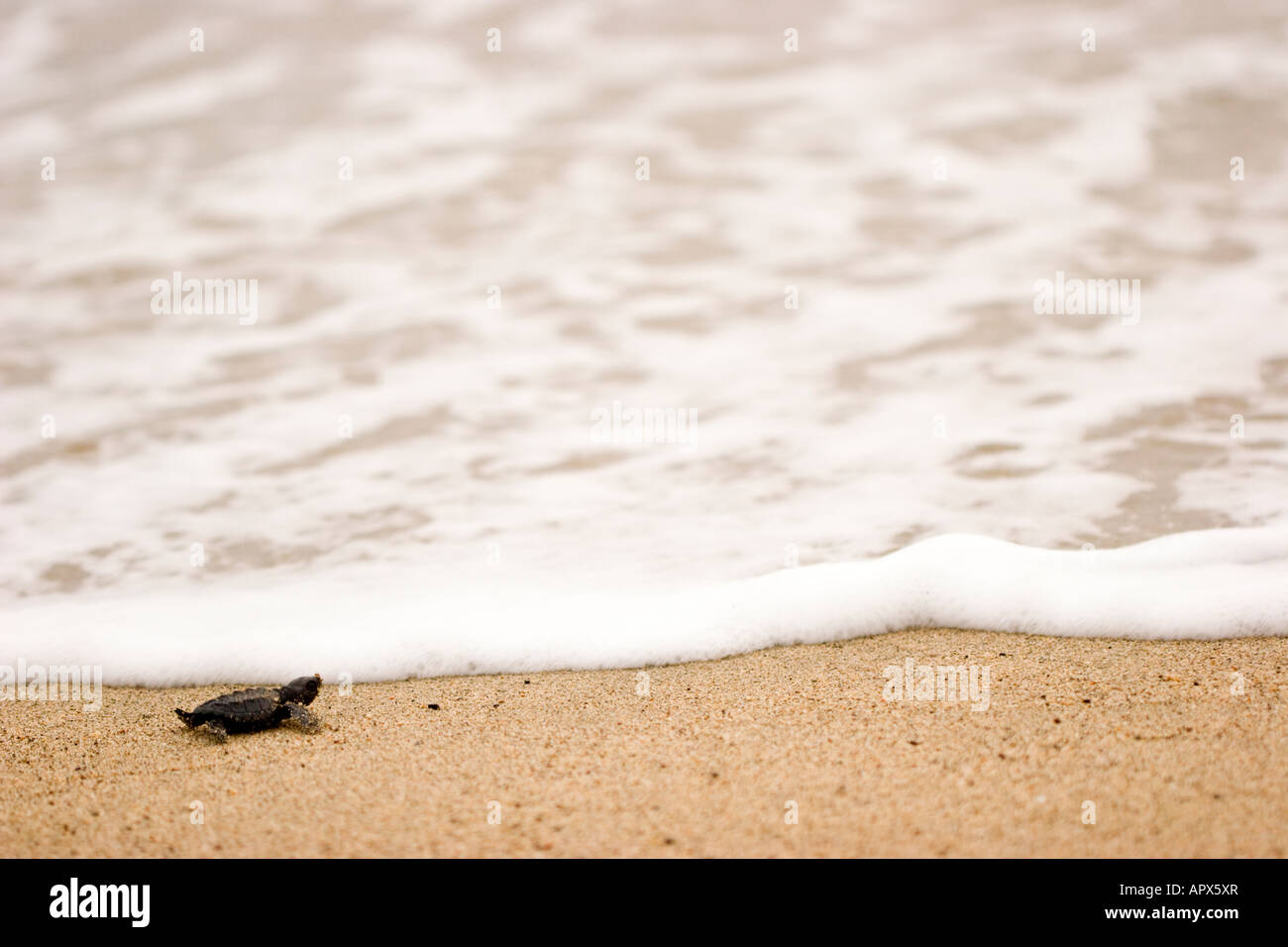 Puerto Vallarta Mexico baby Oliver Ridley turtles making their way to ...