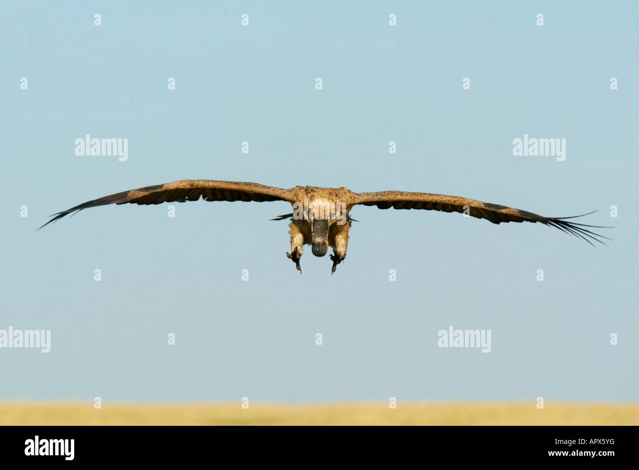 Talons extended hi-res stock photography and images - Alamy