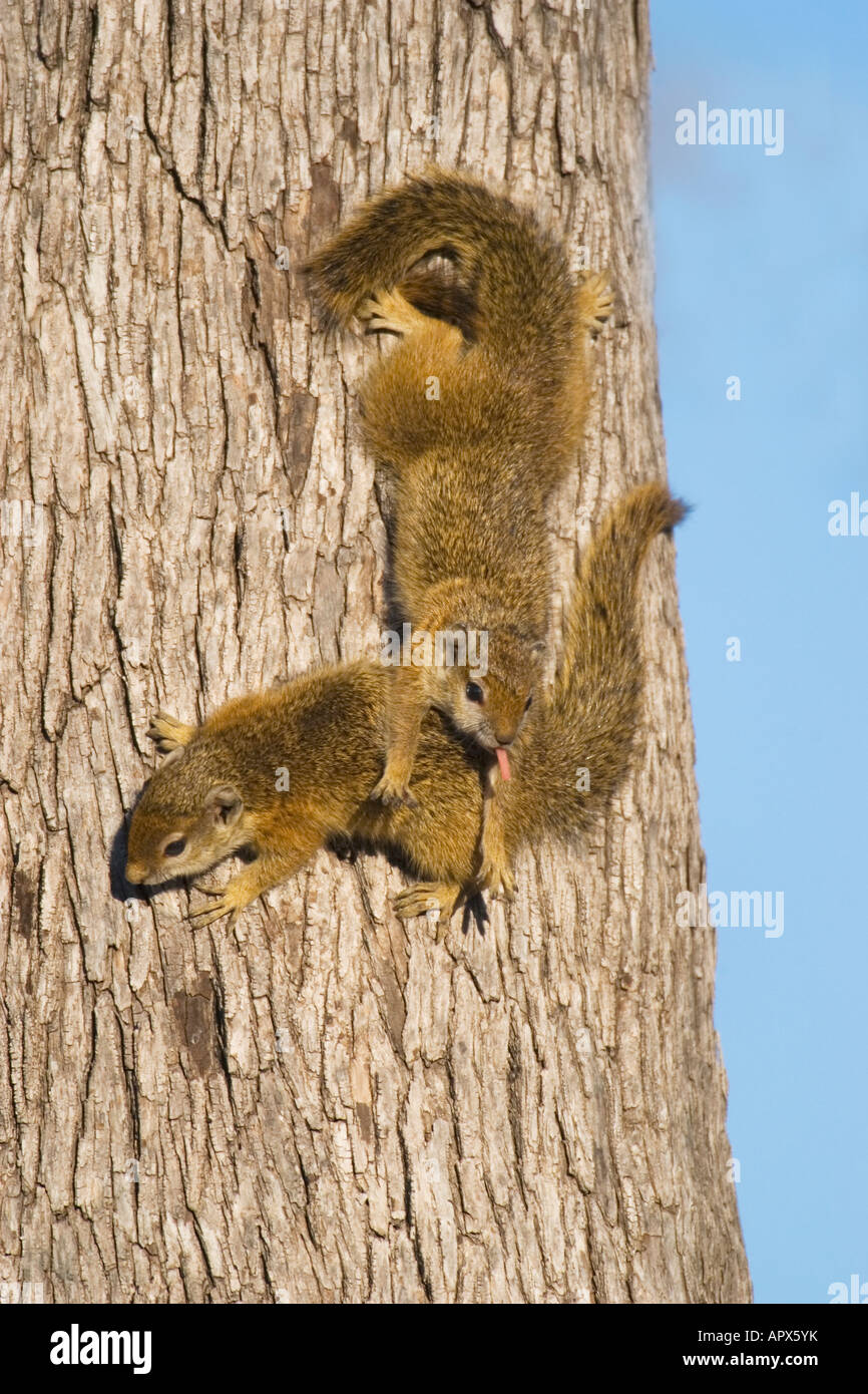 Leadwood combretum imberbe hi-res stock photography and images - Alamy