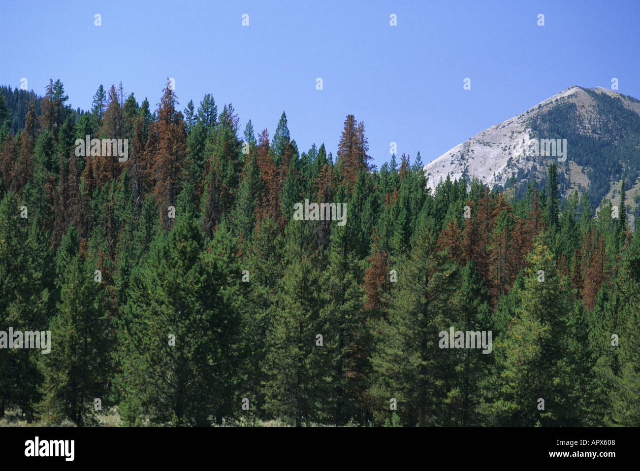 Dead lodgepole pine trees killed by the pine bark beetle in the Stanley ...
