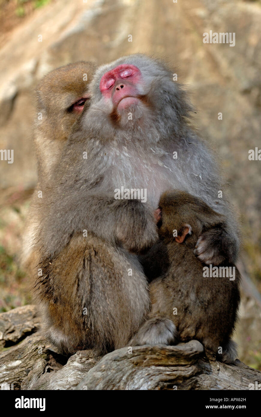 Family of Japanese Macaques Macaca fuscata grooming Nagano Mountains ...