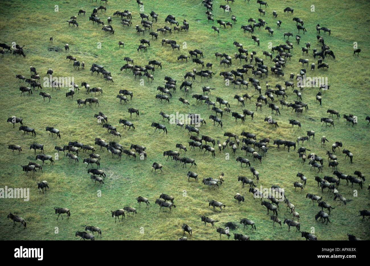 Aerial View Of Migrating