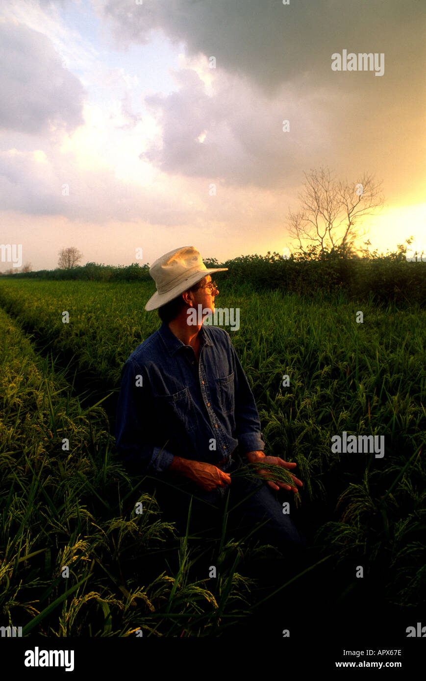 Texas rice crop hi-res stock photography and images - Alamy