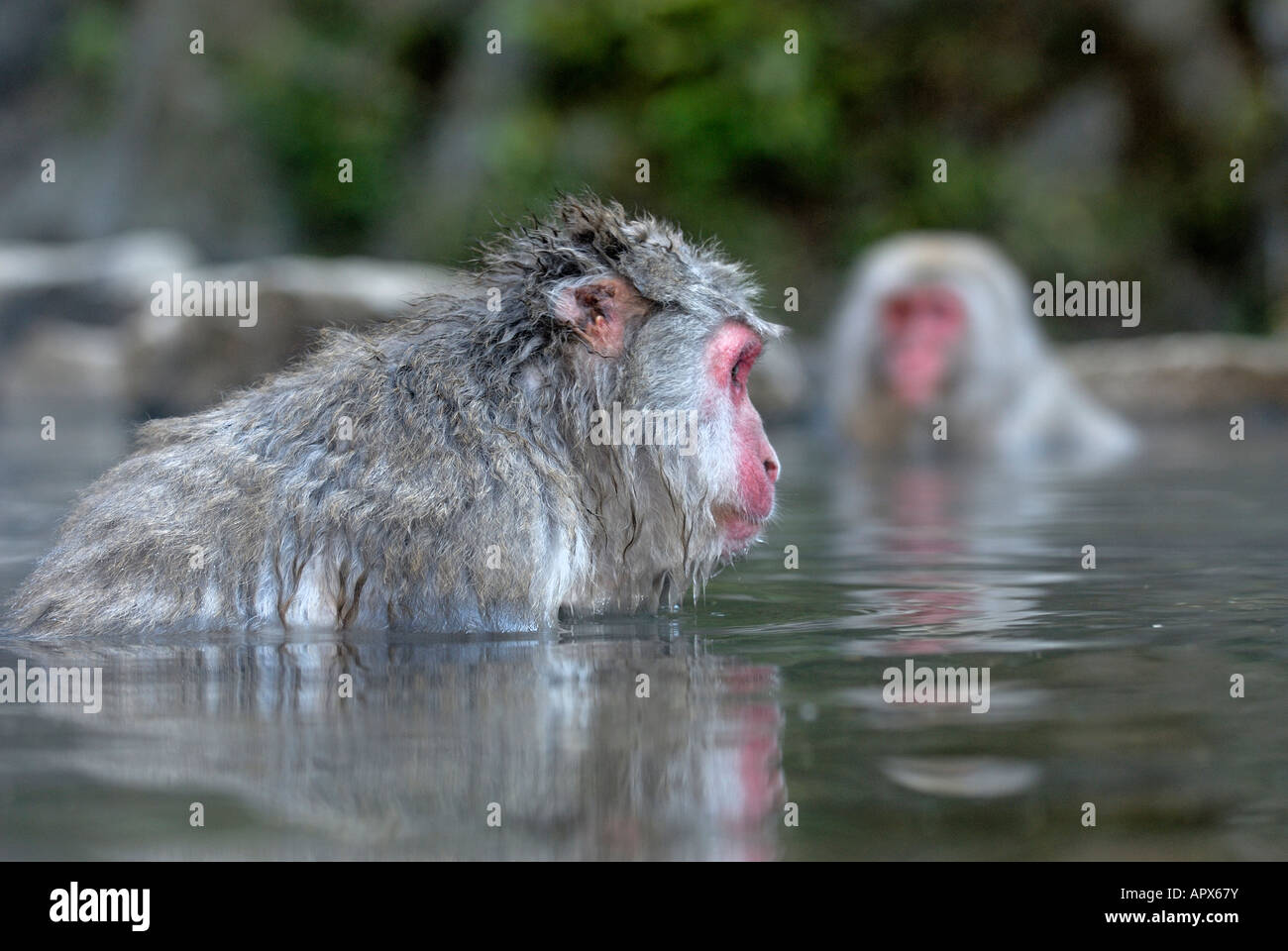 Two Japanese Macaques Macaca fuscata resting in hot spring water ...