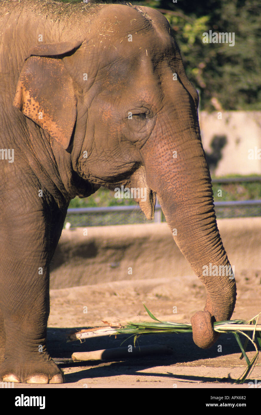 An elephant using it s trunk to eat food Stock Photo - Alamy
