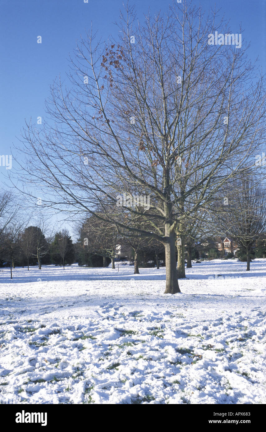 Snowy winter day John Innes Park Wimbledon London England Stock Photo ...