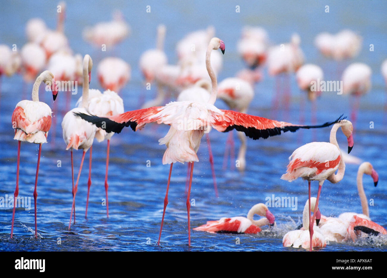 Pink flamingos flapping wings hi-res stock photography and images - Alamy