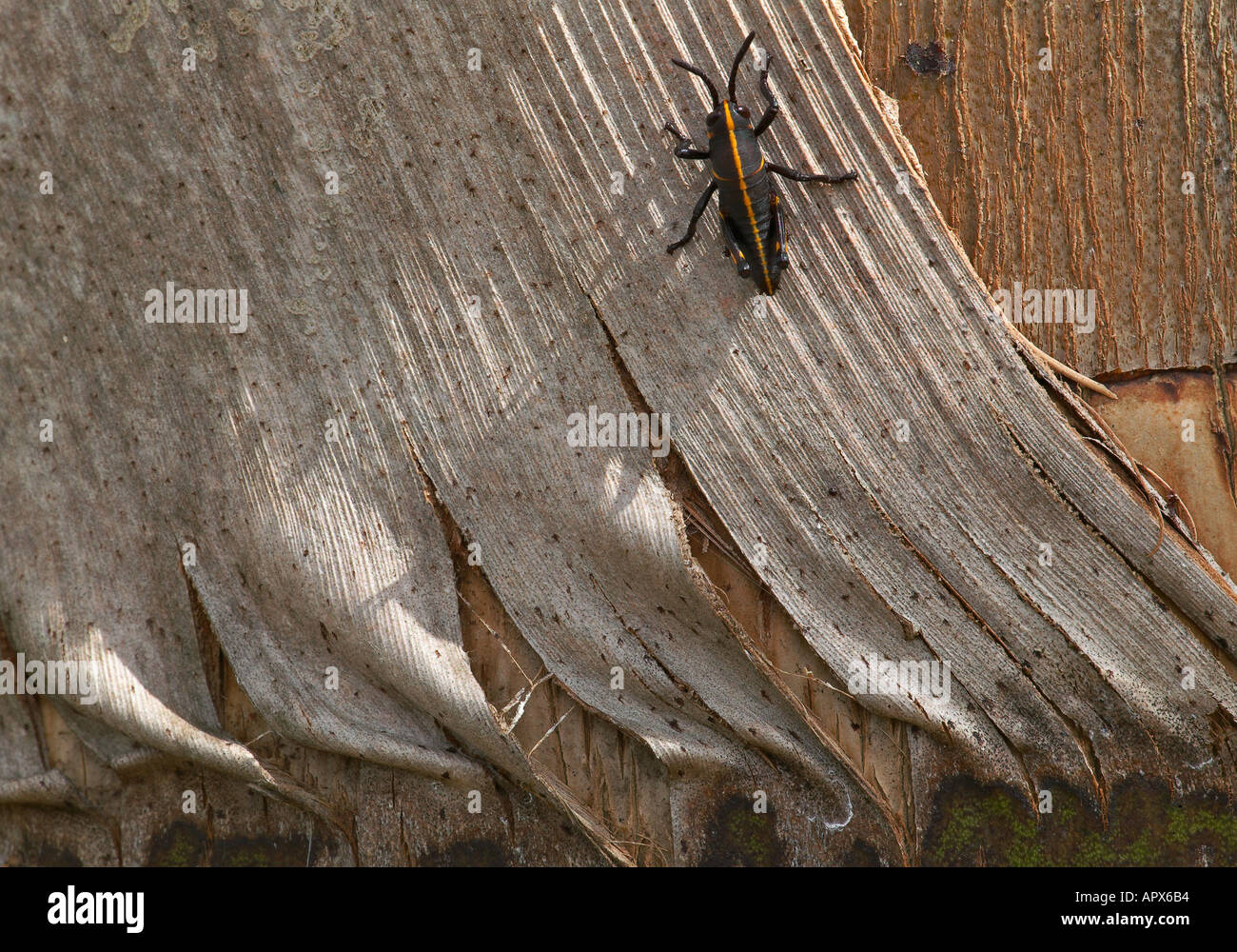 Patterns on palm hi-res stock photography and images - Alamy