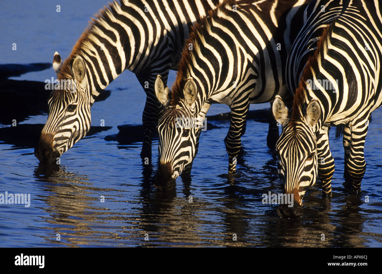 Zebra (Equus burchelli) drinking Stock Photo - Alamy