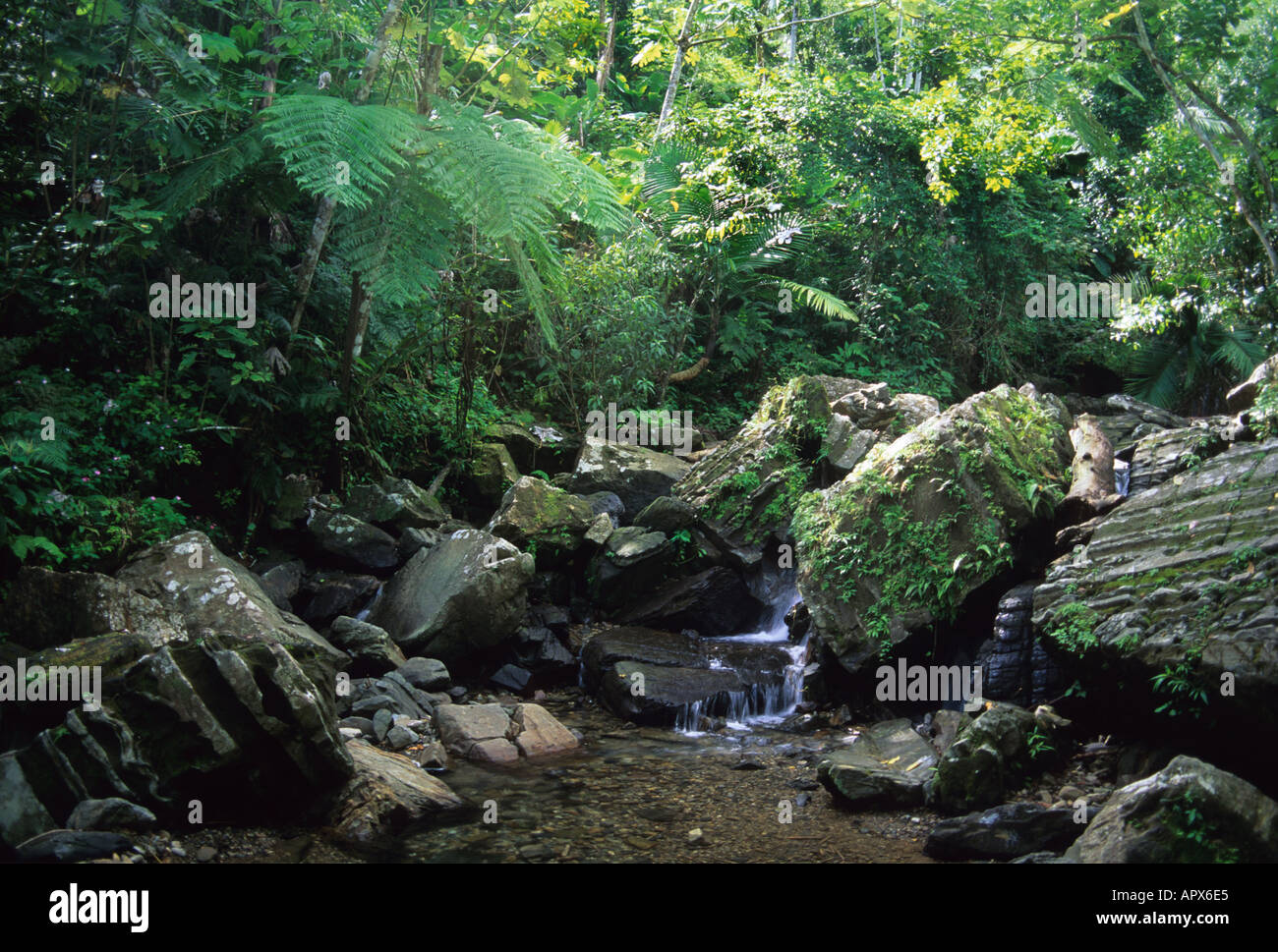 El yunque rain forest hi-res stock photography and images - Alamy