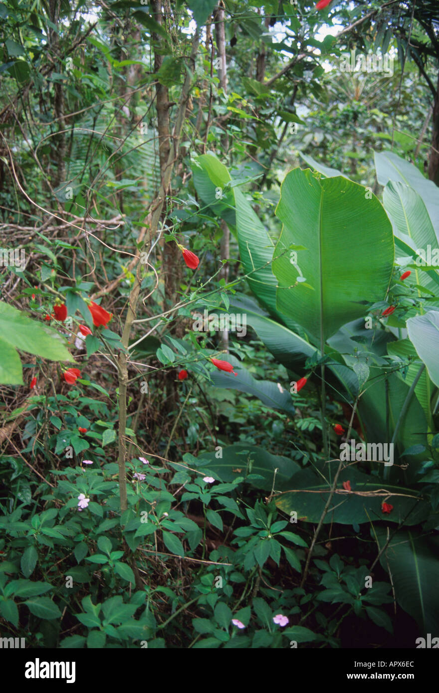 A water fall in the El Yunque rain forest of Puerto Rico Stock Photo ...