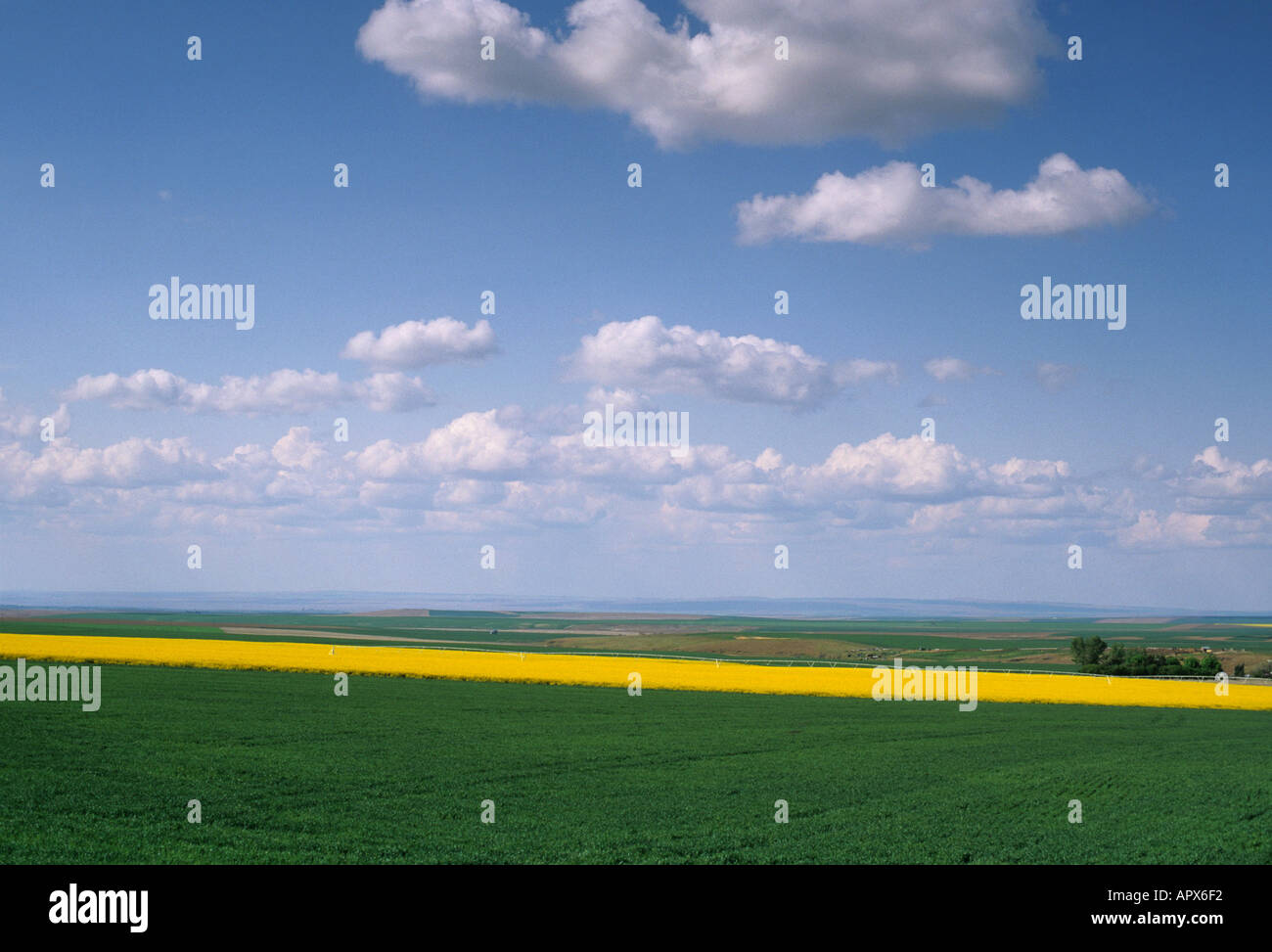 Rape seed and wheat crops in Pendleton Oregon Stock Photo - Alamy
