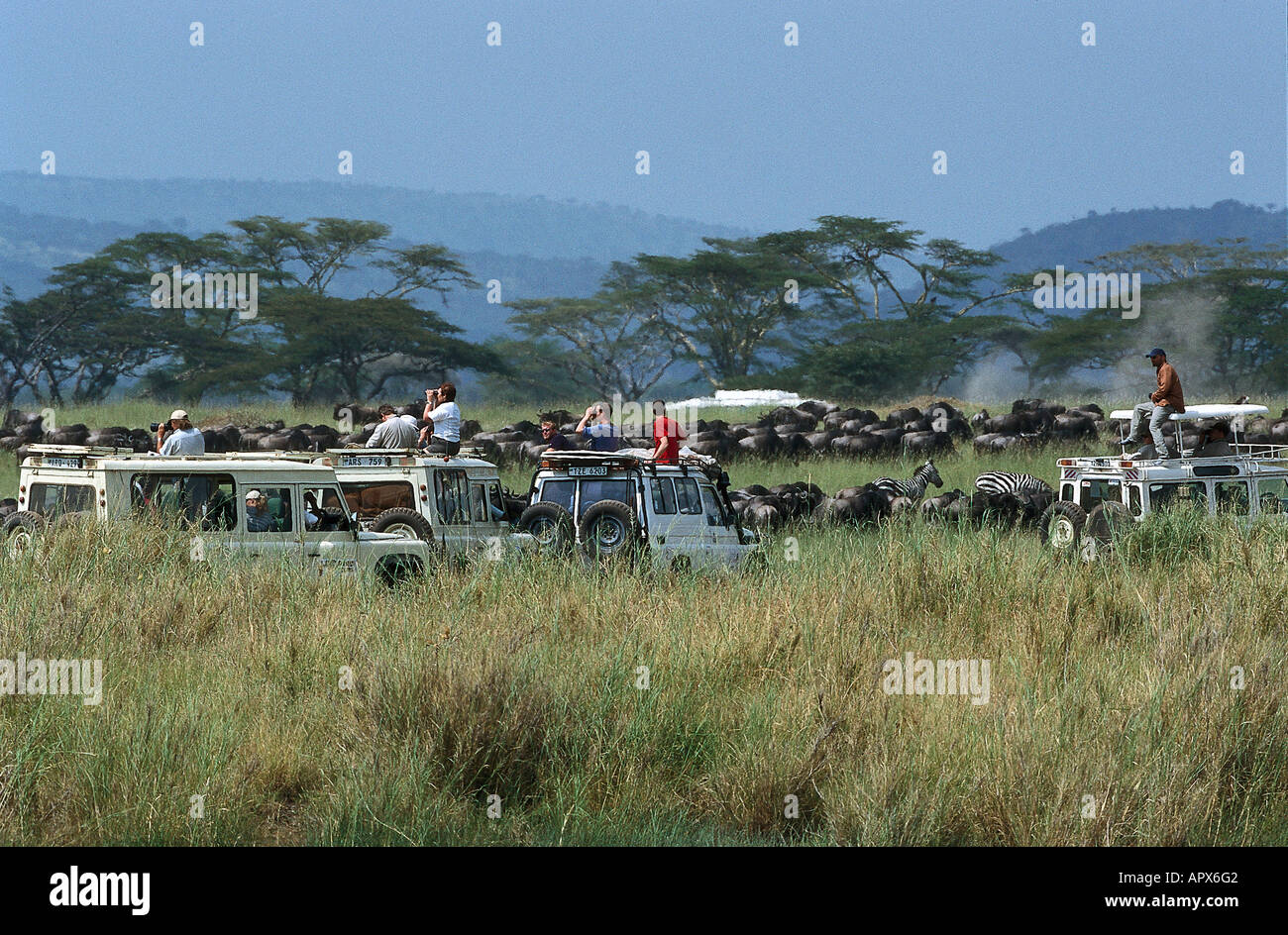African Zebra, Jeep Safari, Serengeti NP Tanzania Stock Photo - Alamy