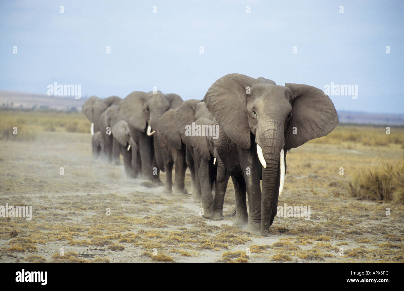 African elephant herd (Loxodonta africana) in single file walking ...