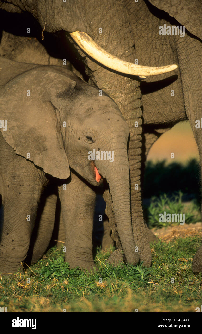 African elephant calf close up hi-res stock photography and images - Alamy