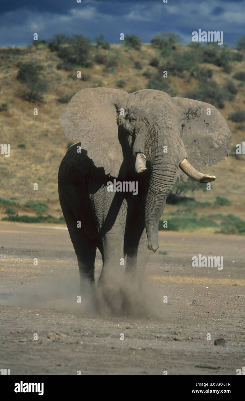 Elephant bull charging hi-res stock photography and images - Alamy