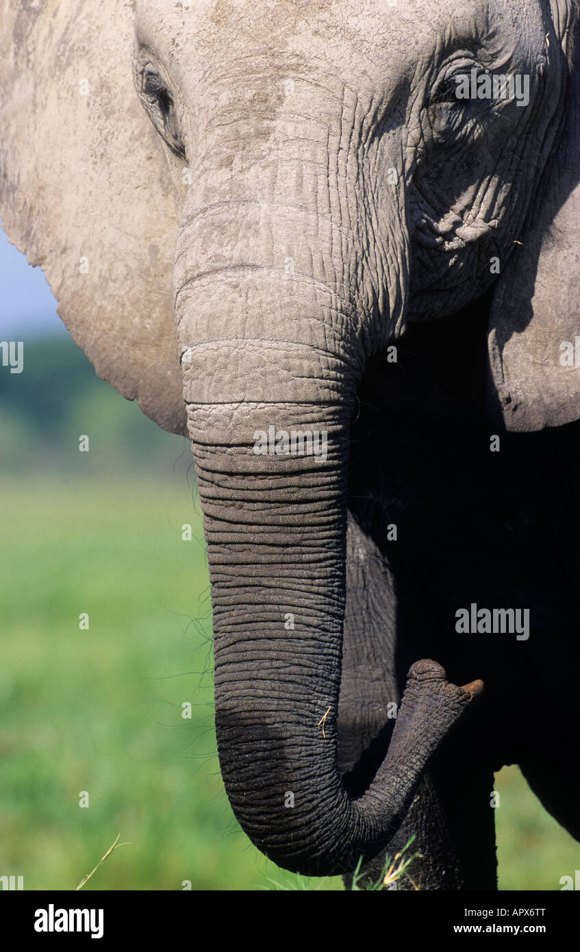 African tuskless elephant hi-res stock photography and images - Alamy