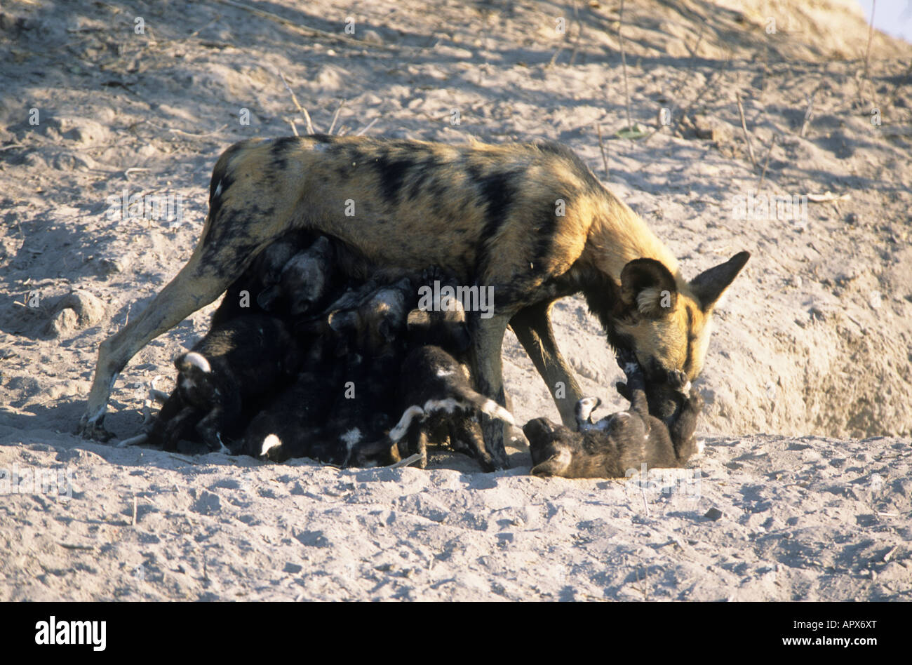 Wild dog (Lycaon pictus) alpha female suckling pups 4-6 weeks old Stock ...