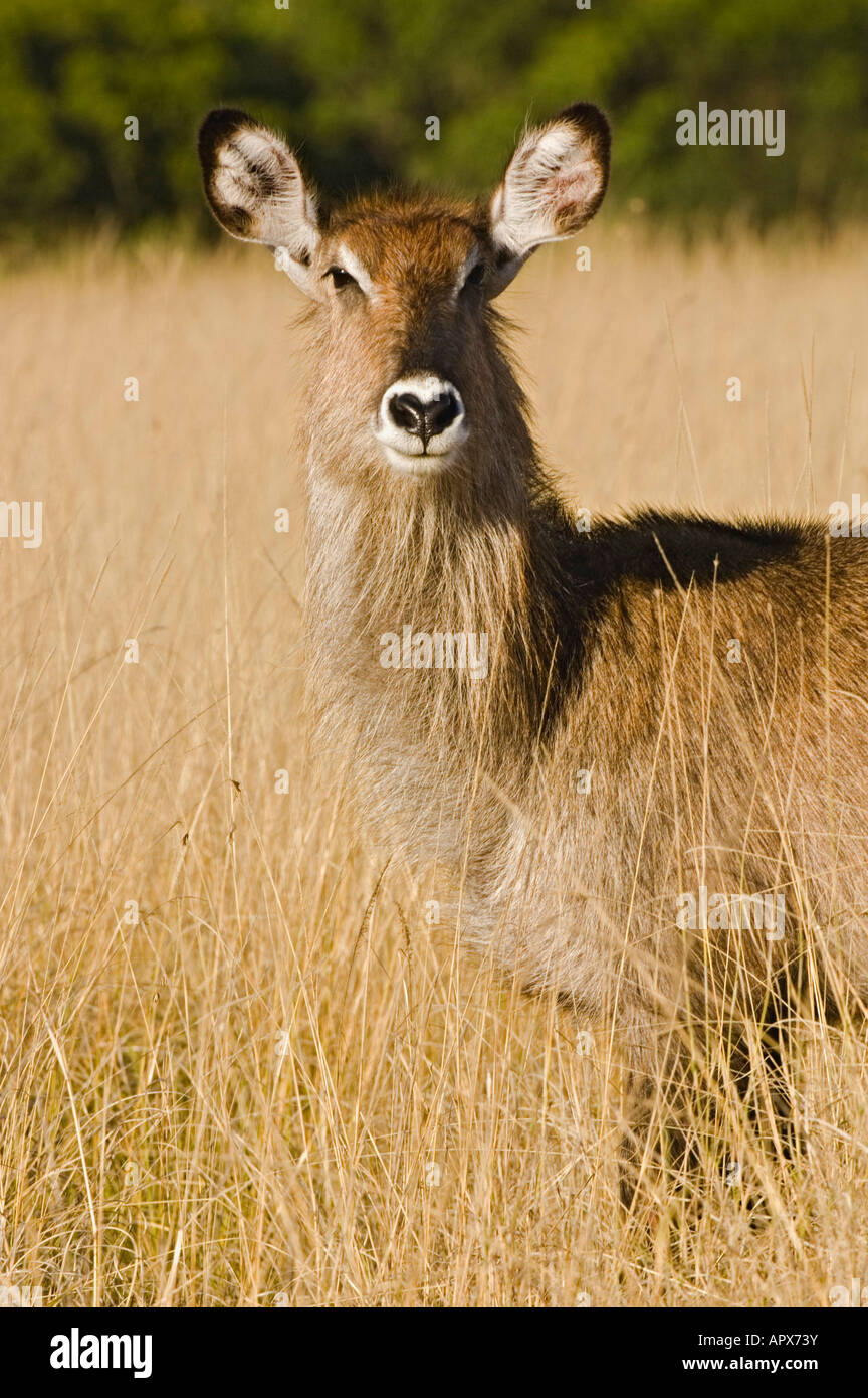 Defassa waterbuck female (Kobus ellipsiprymnus defassa Stock Photo - Alamy
