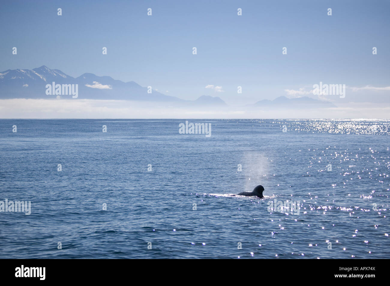 Long-finned Pilot Whales (Globicephala malaena) Kaikoura New Zealand ...