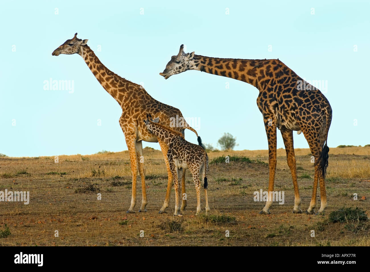 Male Giraffe testing female with calf for oestrus cycle (Giraffa ...