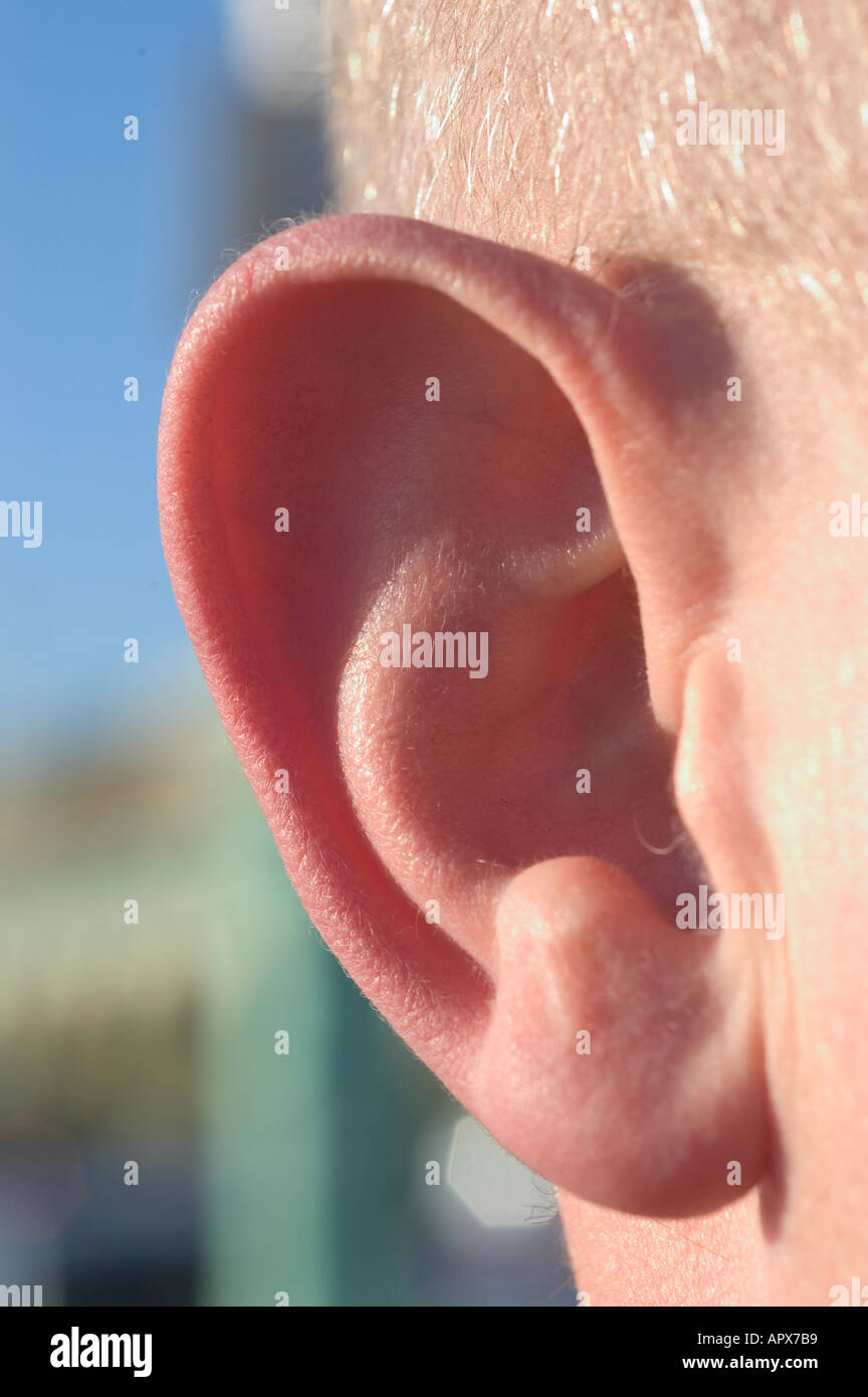 Ear wax anatomy hi-res stock photography and images - Alamy