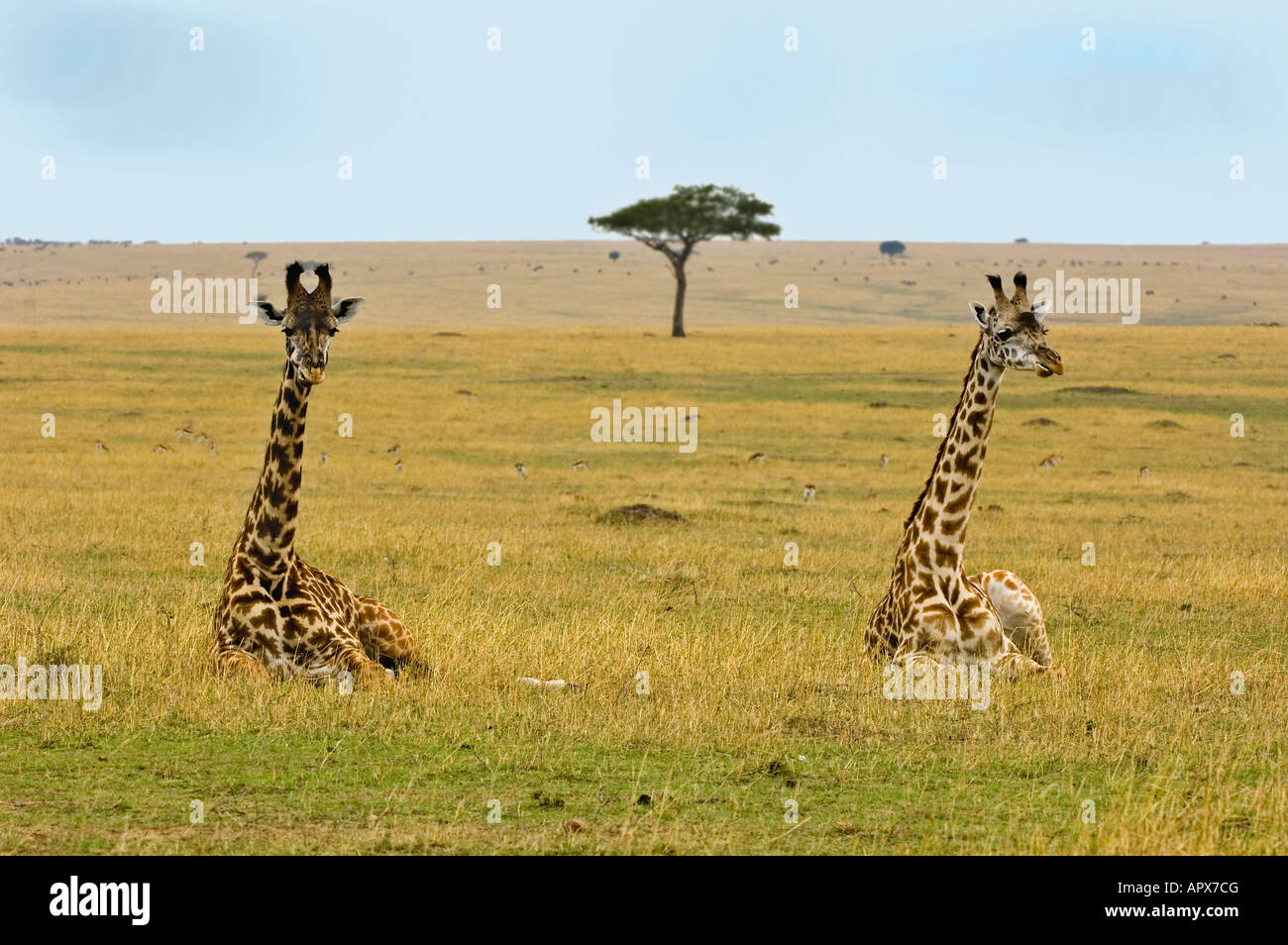 Giraffe lying down whilst ruminating (Giraffa camelopardalis Stock ...