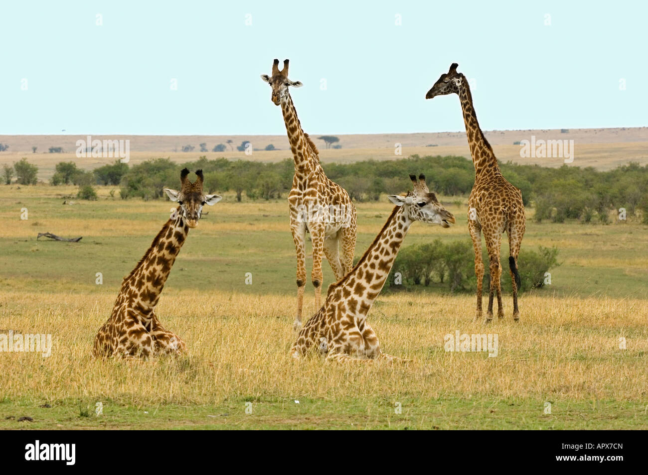 Two giraffe lying down whilst ruminating (Giraffa camelopardalis) with ...