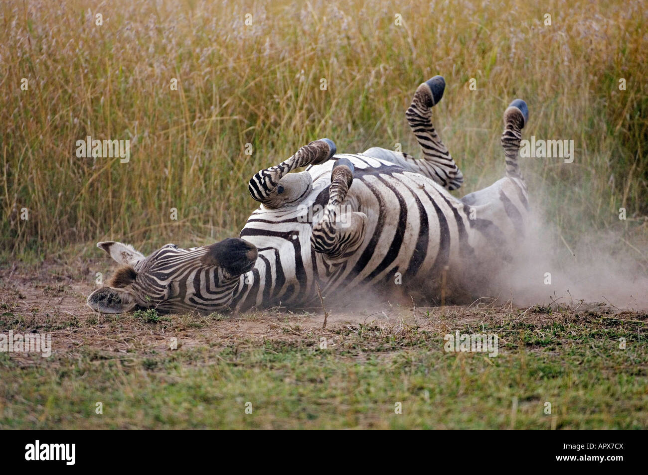 Burchells zebra rolling in dust (Equus burchelli Stock Photo - Alamy
